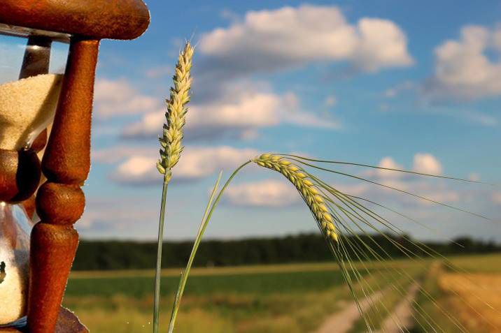 Cizaña, trigo o grano de arena - Sobrarbe Digital